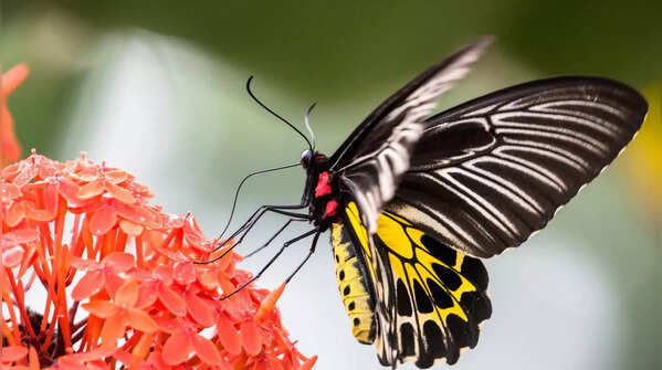 9 breathtaking butterfly species of India and where they are found
