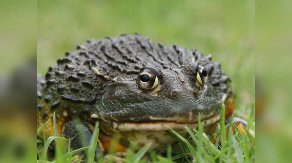 10 animals that don’t sleep and how