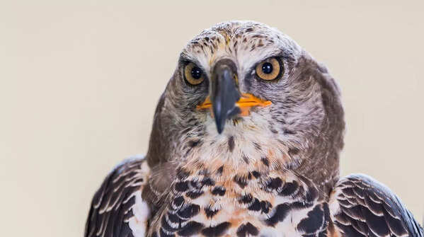 Meet the only birds that is confirmed to view human beings as prey