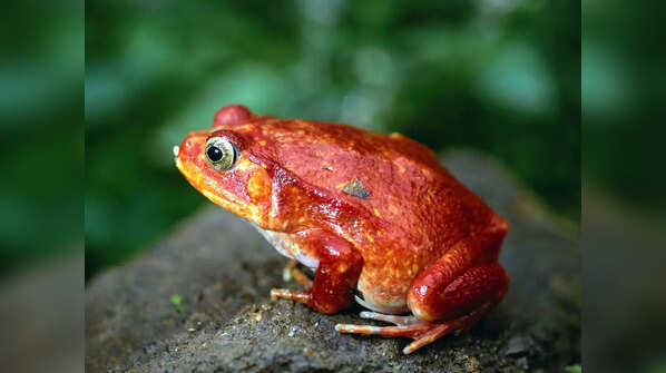 10 types of frogs found around the world