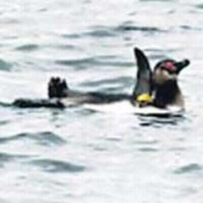Penguin No. 337 scales wall, squeezes through fence to flee Tokyo park