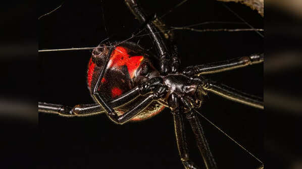 8 deadliest spiders in the world