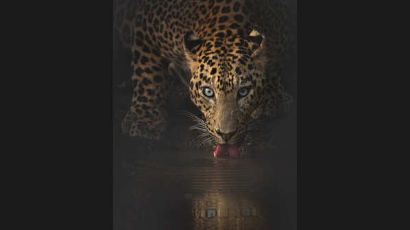 Shaaz Jung: My friend 'Scarface', the leopard warrior of Nagarhole