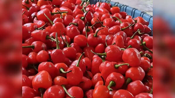 5 Indian chillies famous for their uniqueness and GI tags