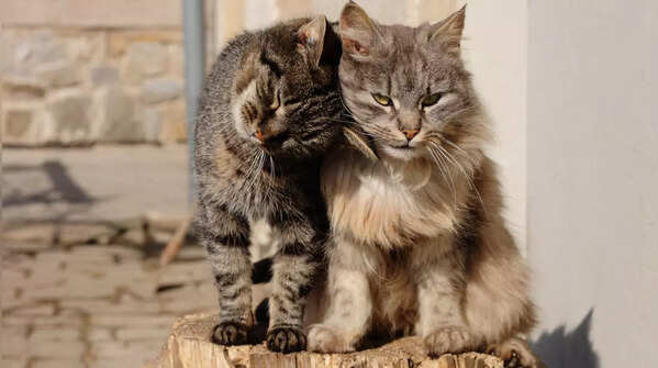 13 surprisingly friendly animals you didn’t know about