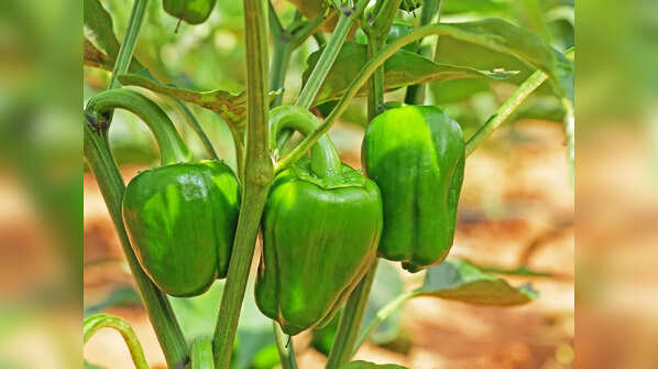 Types of bell peppers and how do they differ in nutrition