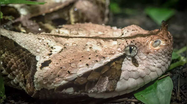 5 baby snakes that are more dangerous than their parents