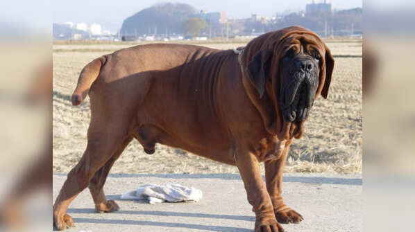 Dog breeds that are native to India