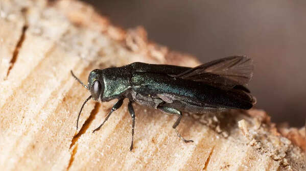 5 insects with the longest lifespans in the wild