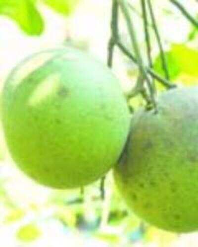Waiting for Lalbagh Seedless