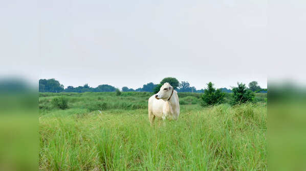 Punganur Cow: The world’s smallest and cutest cattle breed from India