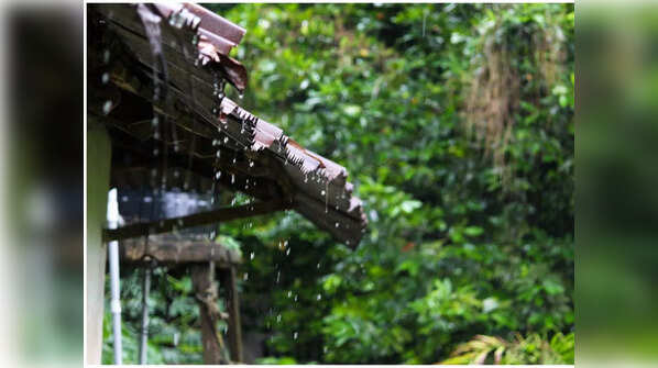 All about the unique ritual of frog weddings in India