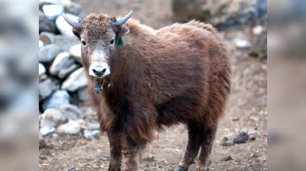 7 hybrid animals that are wonders of nature