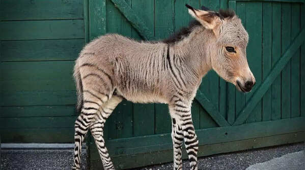 8 rare hybrid animals created by humans and their unique traits