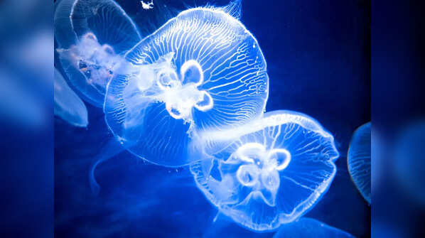 10 animals with see-through bodies