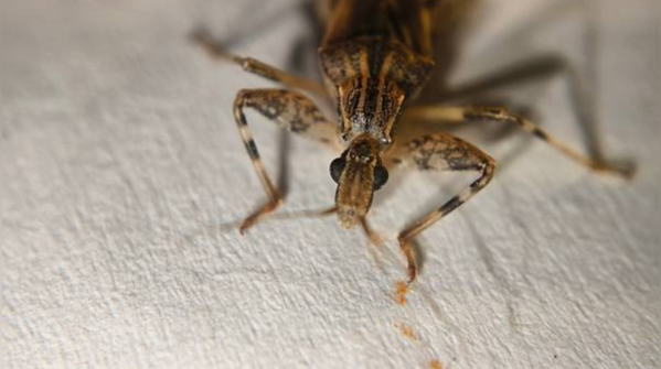 Chagas disease carrier: Kissing bugs spreading in the US; how to ...