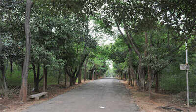 Kadugodi plantation on road to be officially restored as a forest