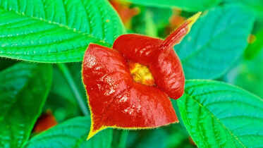 Plants That Look Like Humans