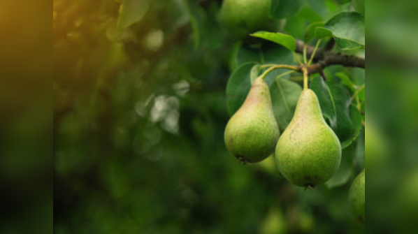Pears Benefits: 8 reasons to eat pears daily