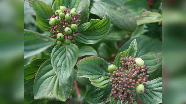 Lasoora: Why these high nutrition desi berries must be consumed in Summer