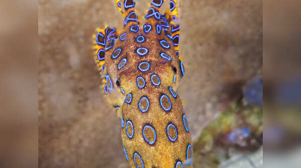 The venom of this octopus can kill 20+ humans within minutes