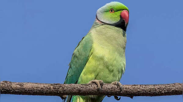 7 best types of talking pet birds