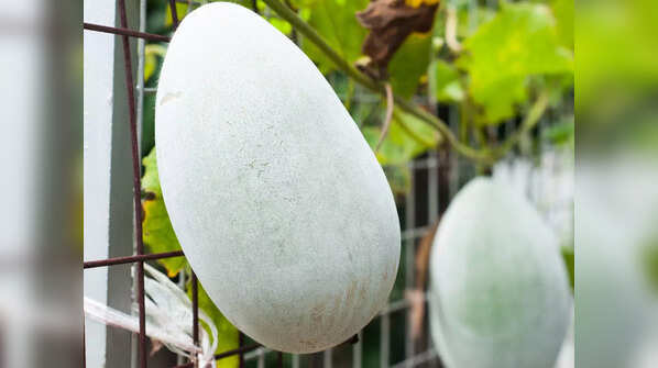 Safed Petha or Ash Gourd for weight loss: Here’s an amazing weight loss ...