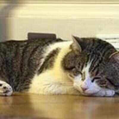 British PM fires '˜Chief Mouser', Larry the cat