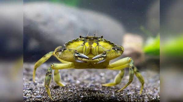 Oldest animal-track fossil unveils ancient crab's journey