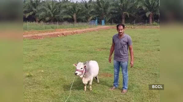 Punganur Cow: The world’s smallest and cutest cattle breed from India