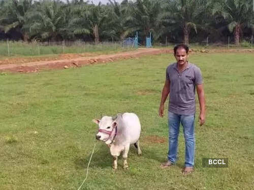 Worlds Smallest Cow