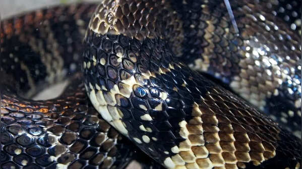 6 cobra species you never want to cross paths with and why