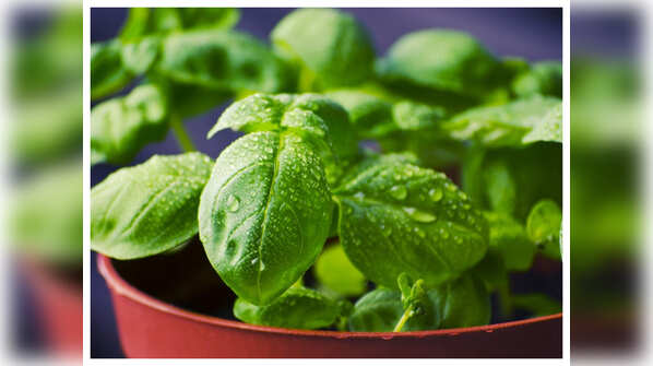 How to make Kadha at home: Easy recipe and benefits