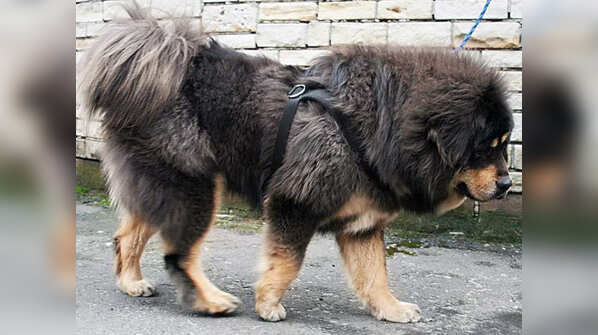 Dog breeds that are native to India