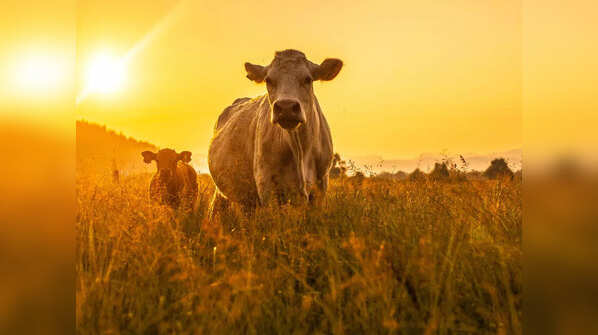 Punganur Cow: The world’s smallest and cutest cattle breed from India