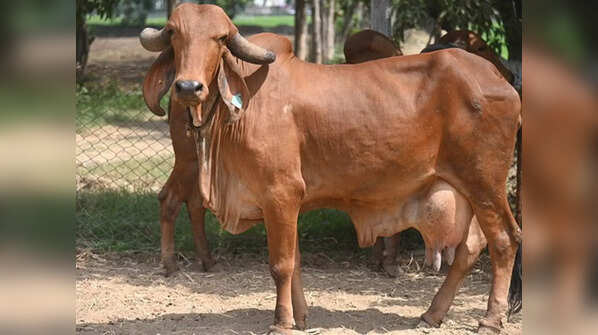 10 Indian cow breeds and what makes them unique