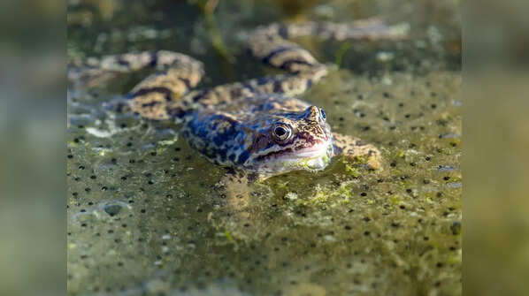 10 types of frogs found around the world
