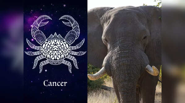 From Wolf to Elephants ; Find your perfect zodiac spirit animal