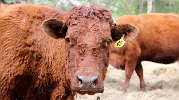 6 most expensive cows in the world