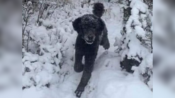 Man or dog? What you see first reveals your true personality