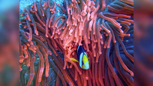 11 types of corals found in seawater and what makes them so stunning