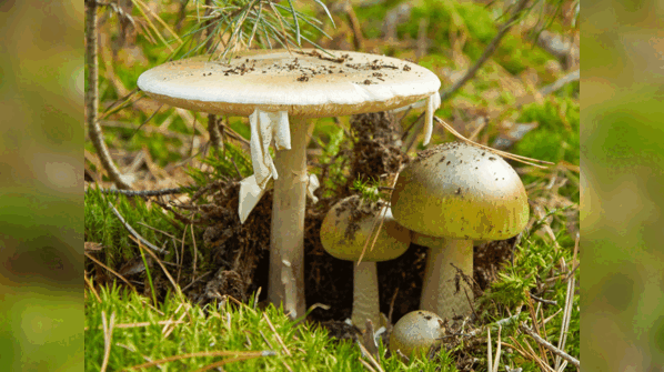 Dangerous dishes and foods that can kill you