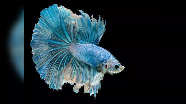 8 fishes that can live without oxygen and how