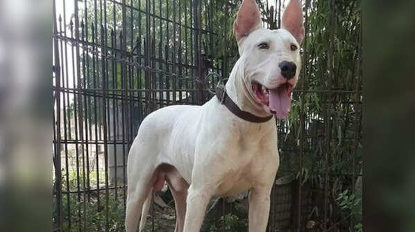 10 fascinating native Indian dog breeds you must know