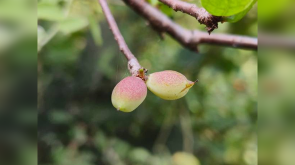 8 Ayurvedic herbs to help you lose weight (know how to use them)