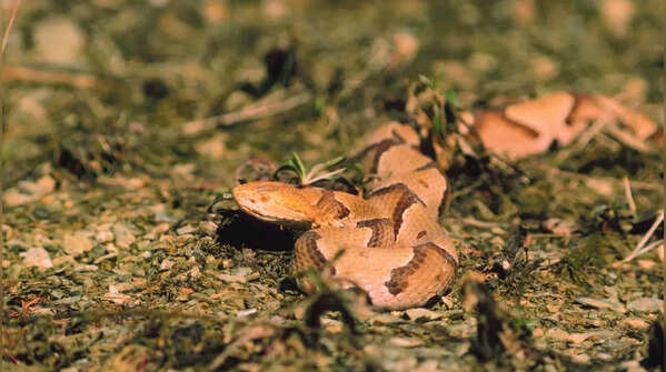 5 baby snakes that are more dangerous than they look