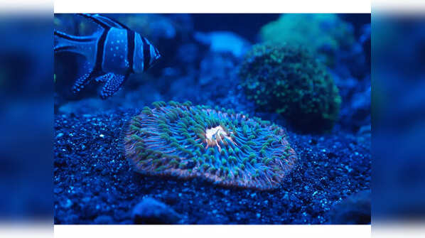 11 types of corals found in seawater and what makes them so stunning