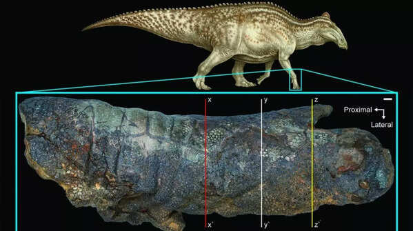 5 most interesting fossils discovered in the 21st century