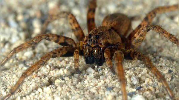 5 unique animals that don’t have eyes– Here’s how they “see” the world