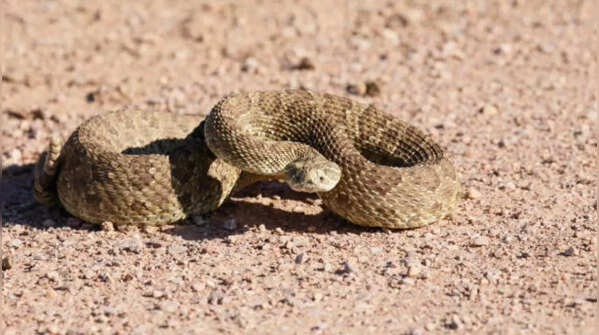 10 scariest snakes that are known to lurk around backyards